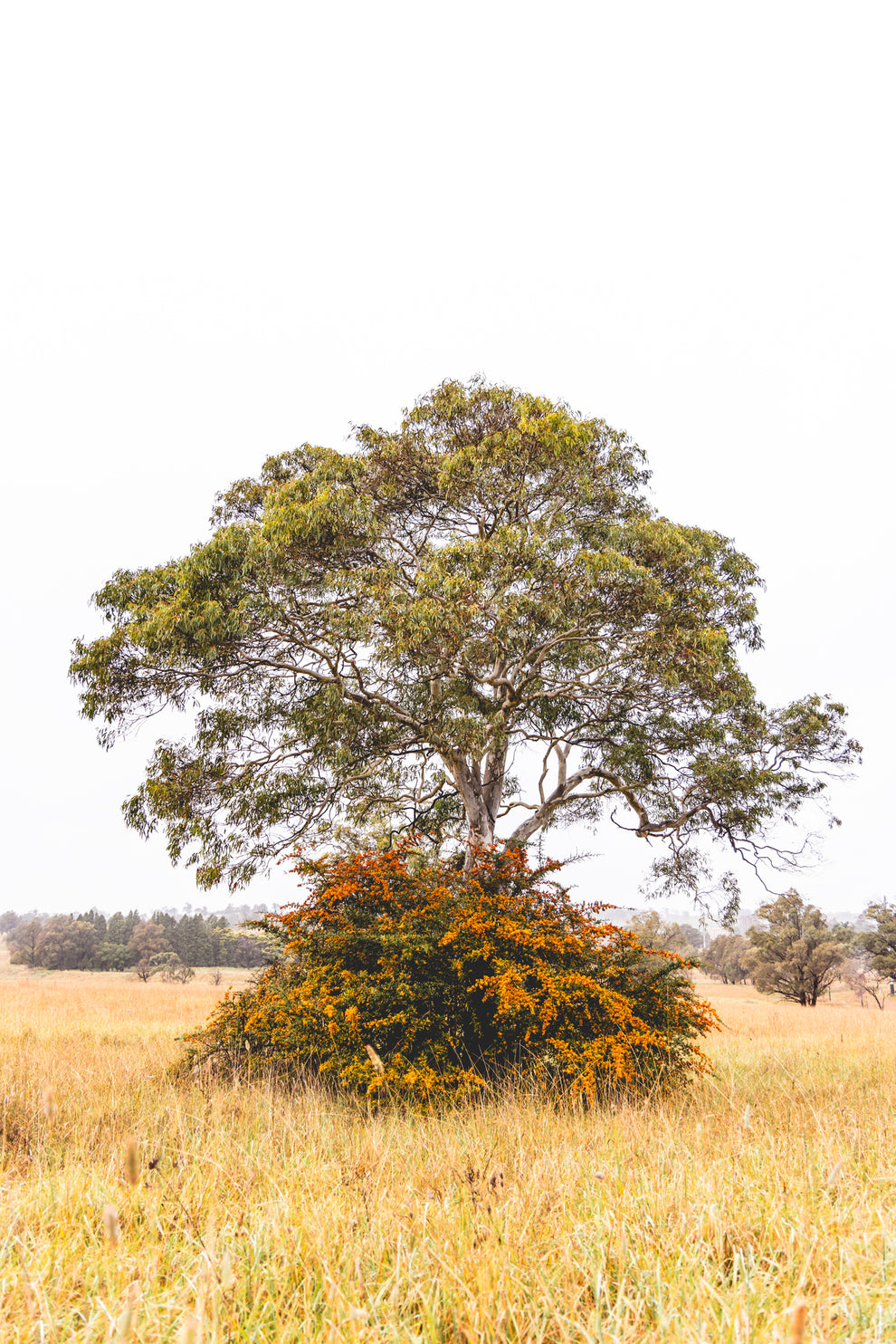 "Concrete Canopy" Gumtree Photography Print – Belinda Doyle ...